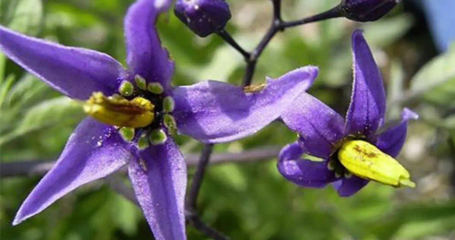 Nightshade Plant Poisonous