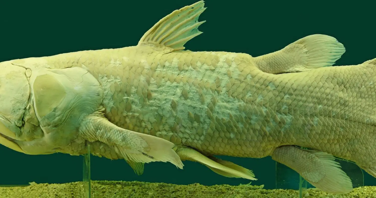 Dinosaur Fish Still Alive New Genus Of Coelacanth Discovered