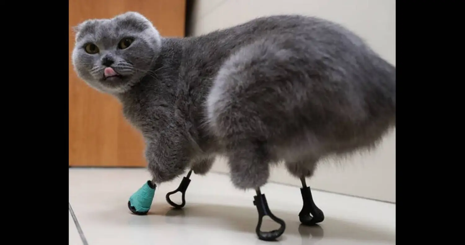 Artificial Legs For Cats