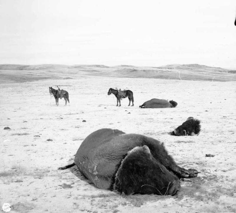 Haunting Images From America's 19th-Century Bison Extermination
