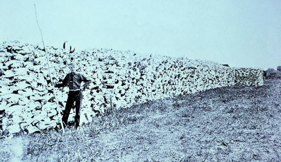 Haunting Images From America's 19th-Century Bison Extermination