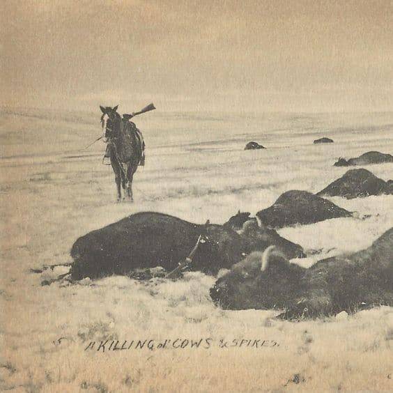 Haunting Images From America's 19th-Century Bison Extermination