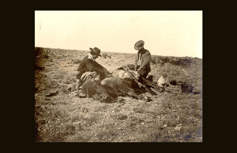 Haunting Images From America's 19th-Century Bison Extermination