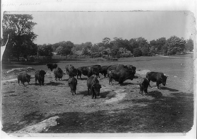 Haunting Images From America's 19th-Century Bison Extermination