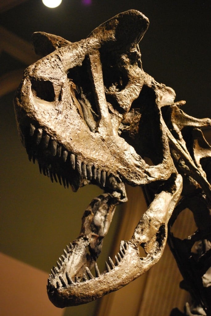 The Six Weirdest Dinosaurs To Actually Exist