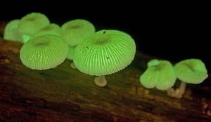 The World's Most Incredible Bioluminescent Creatures