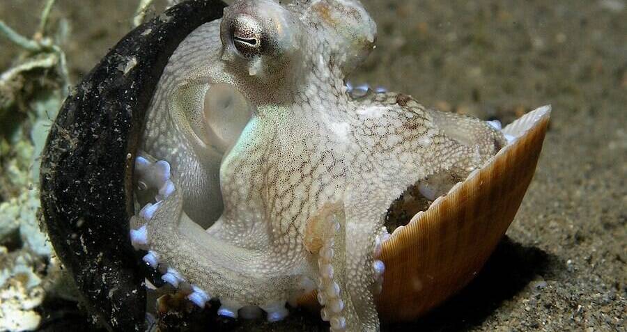 The Coconut Octopus, The Craftiest Cephalopod Studied By Scientists