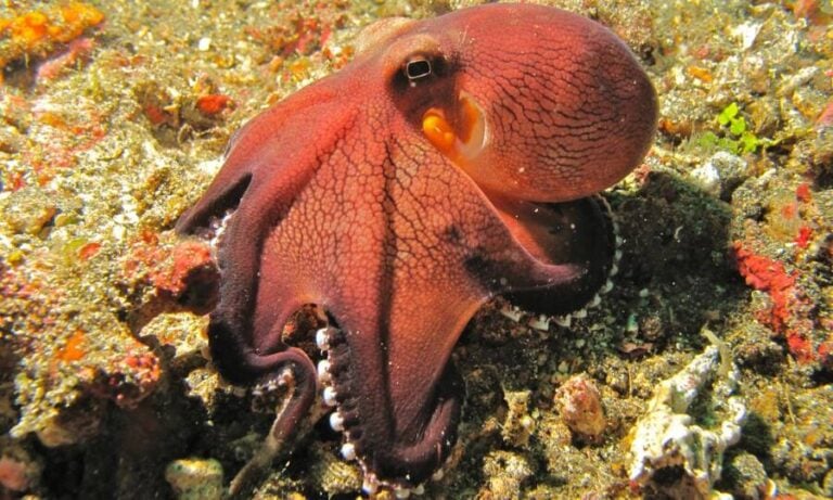 The Coconut Octopus, The Craftiest Cephalopod Studied By Scientists