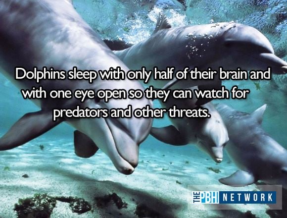 Ocean Animals Facts: 10 Amazing Things About Marine Life Ocean Animals Facts: 10 Amazing Things About Marine Life