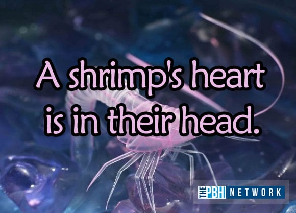 Ocean Animals Facts: 10 Amazing Things About Marine Life Ocean Animals Facts: 10 Amazing Things About Marine Life