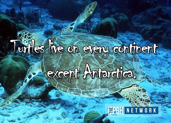Ocean Animals Facts: 10 Amazing Things About Marine Life Ocean Animals Facts: 10 Amazing Things About Marine Life