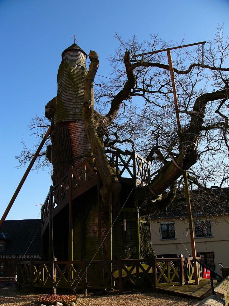 The 8 Most Amazing Trees In The World