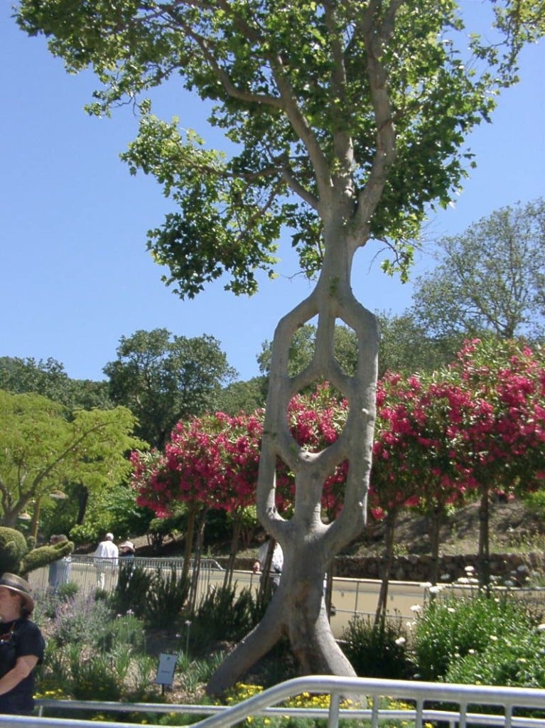 The 8 Most Amazing Trees In The World
