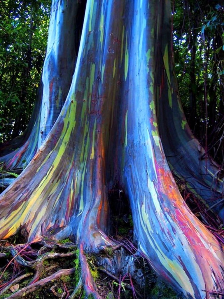 The 8 Most Amazing Trees In The World