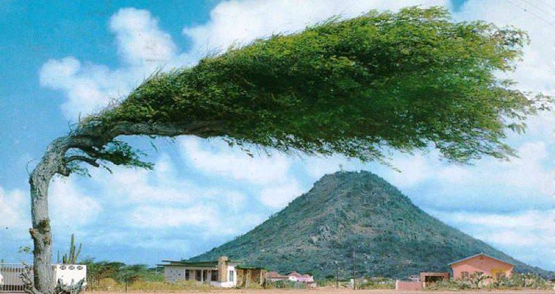 The 8 Most Amazing Trees In The World