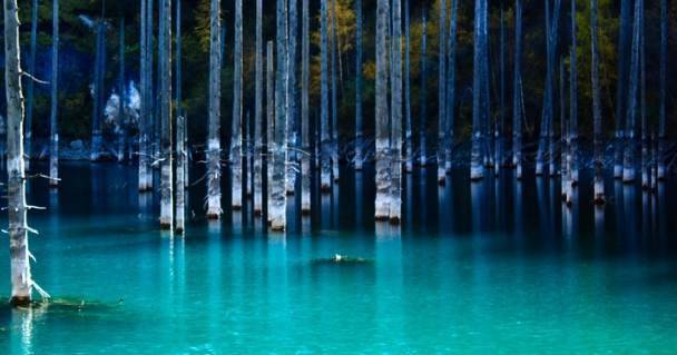 5 Of The Most Amazing Sunken Forests Across The World