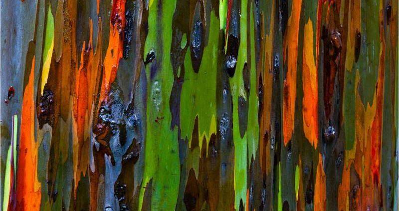 The 8 Most Amazing Trees In The World