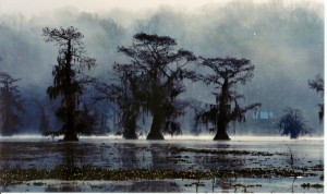 5 Of The Most Amazing Sunken Forests Across The World