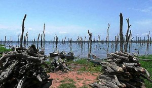 5 Of The Most Amazing Sunken Forests Across The World