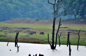 5 Of The Most Amazing Sunken Forests Across The World