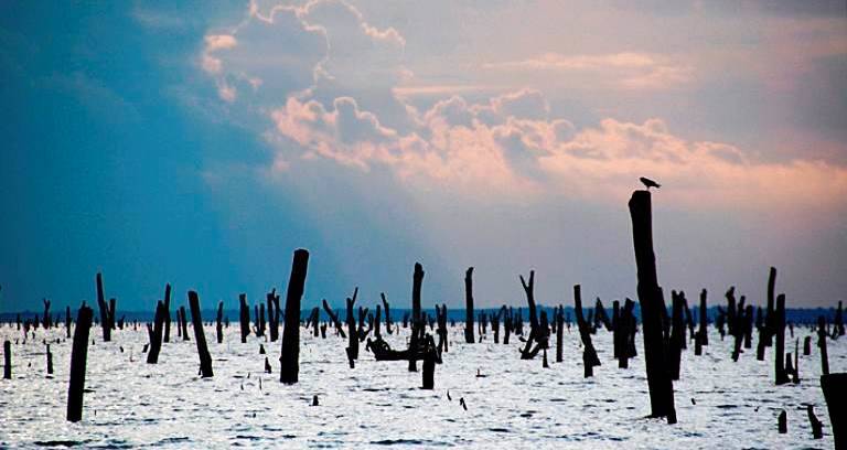 5 Of The Most Amazing Sunken Forests Across The World
