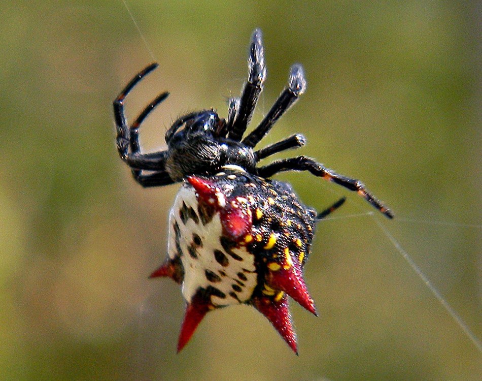 The 6 Most Bizarre Animals In The World