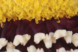 The Corpse Flower, The World's Biggest Flower With A Pungent Smell