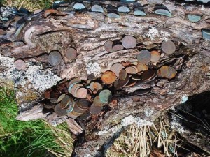 The Surprisingly Fascinating History Of Great Britain's Wishing Trees