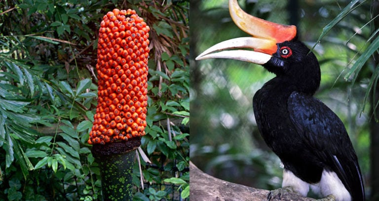 The Corpse Flower, The World's Biggest Flower With A Pungent Smell