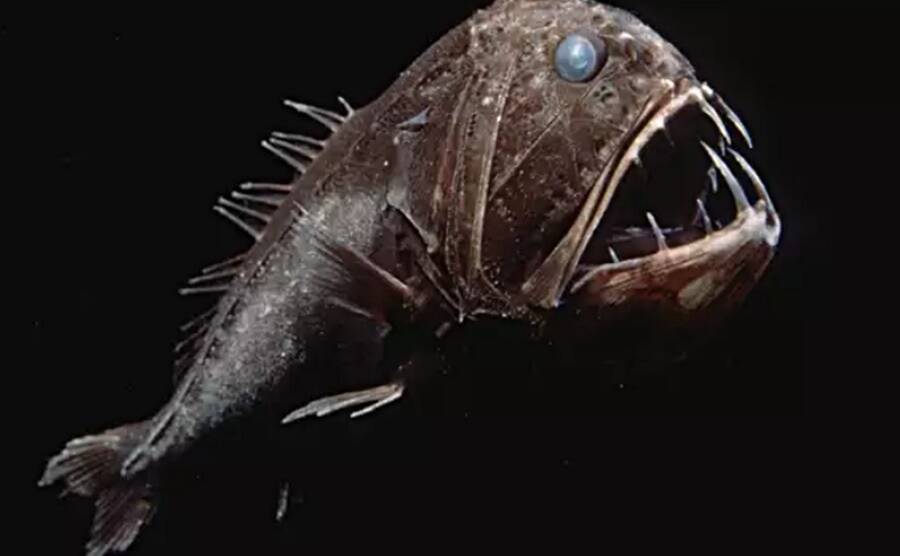 7 Sea Animals So Weird You Won't Believe They're Real
