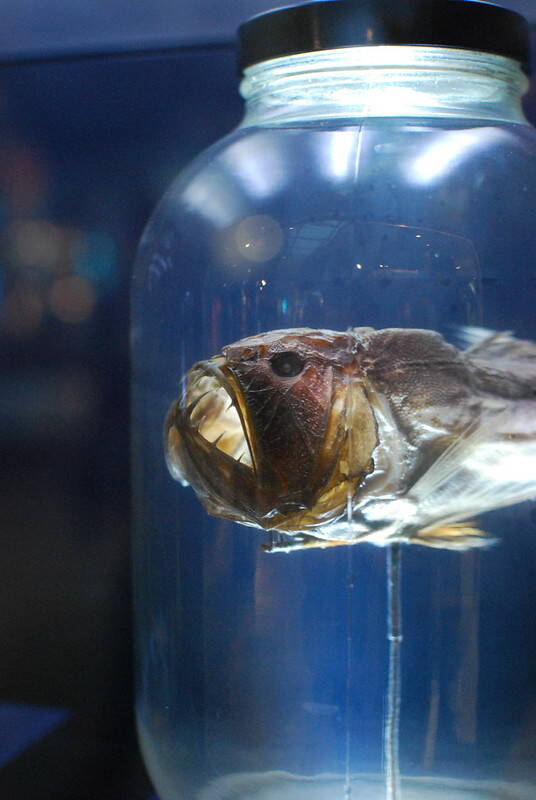 7 Sea Animals So Weird You Won't Believe They're Real