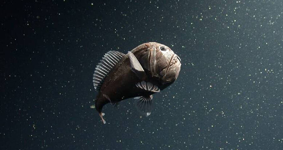 7 Sea Animals So Weird You Won't Believe They're Real