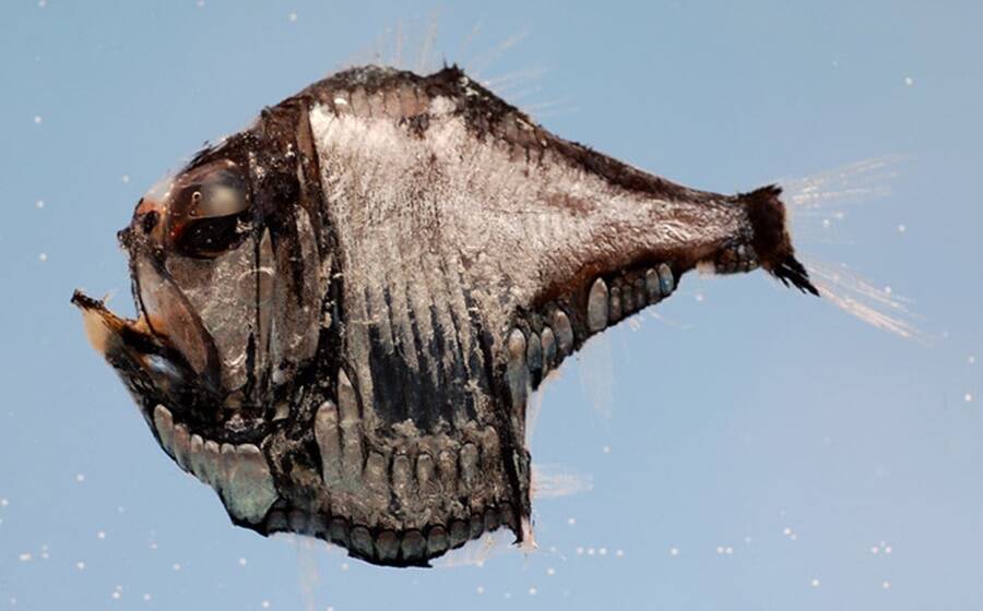 7 Sea Animals So Weird You Won't Believe They're Real