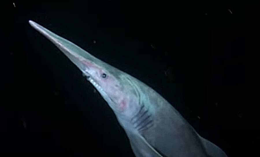 7 Sea Animals So Weird You Won't Believe They're Real