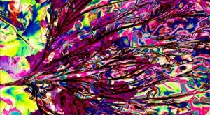 7 Totally Awesome (and Terrifying) Objects Under a Microscope