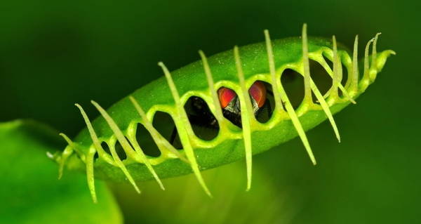 5 Carnivorous Plants You Wouldn't Want To Mess With