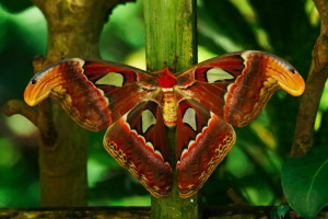 8 Of The World's Weirdest And Most Beautiful Moth Species