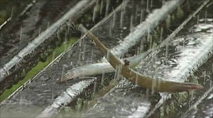 The 6 Most Amazing Natural Events On Earth