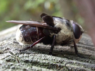 7 Scary Insects That Will Give You Nightmares