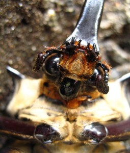 7 Scary Insects That Will Give You Nightmares