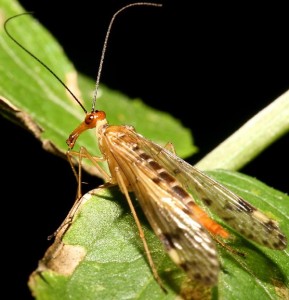 7 Scary Insects That Will Give You Nightmares