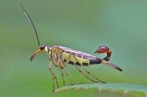 7 Scary Insects That Will Give You Nightmares