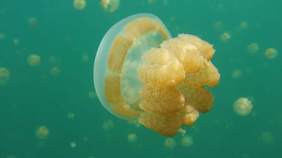 Jellyfish Lake, Where Millions Of Golden Jellyfish Dance In The Sun