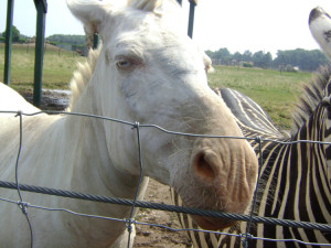 The Animal Kingdom's Most Fascinatingly Bizarre Color Mutations