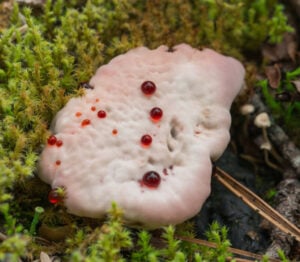 The 9 Weirdest Mushroom And Fungi Species In The World