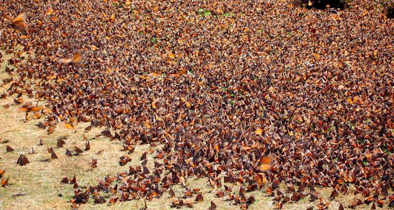 The 6 Most Amazing Natural Events On Earth