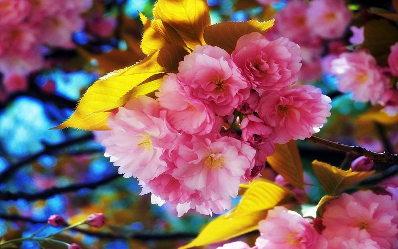 The World's Most Beautiful Spring Blooms