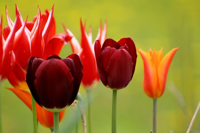 The World's Most Beautiful Spring Blooms