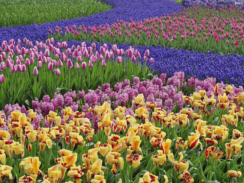 The World's Most Beautiful Spring Blooms