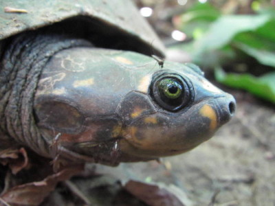 The Ugliest Animals You'll Ever Lay Eyes On